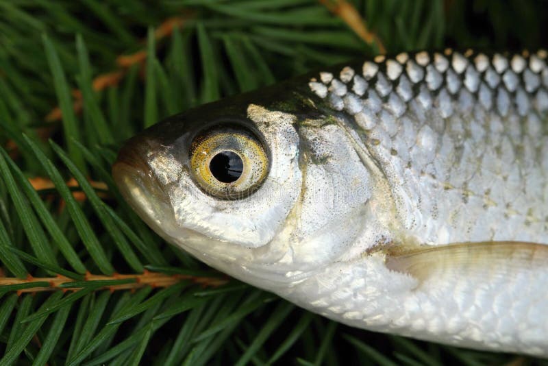 Fish head stock image. Image of catch, hobby, food, haul - 30867449