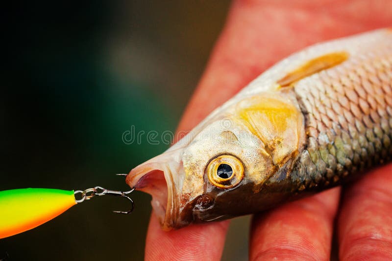 Fish Head and Fishing Hook. Concepts of Successful Fishing. Bass ...
