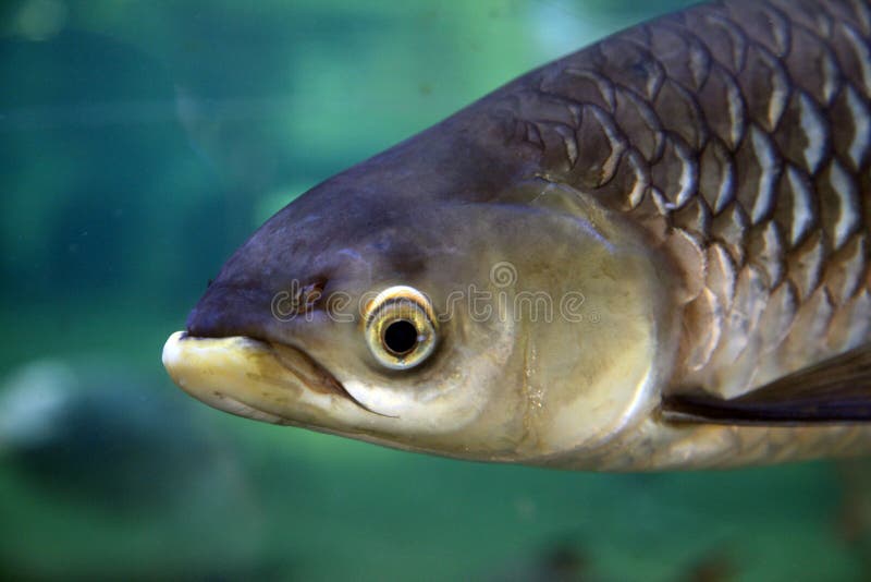 Fish head stock image. Image of fish, hoeveni, nature - 50809199