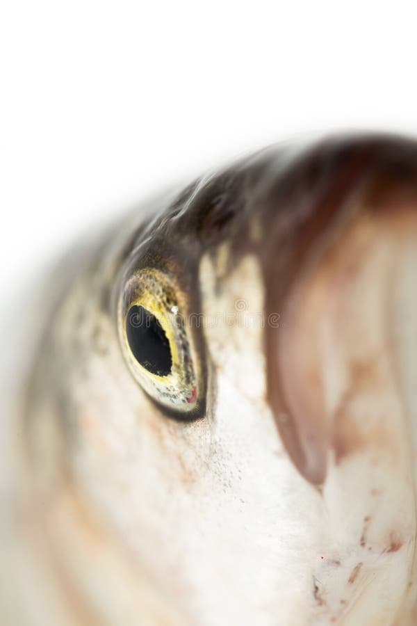 Fish head. macro stock photo. Image of restaurant, fishery - 100708564