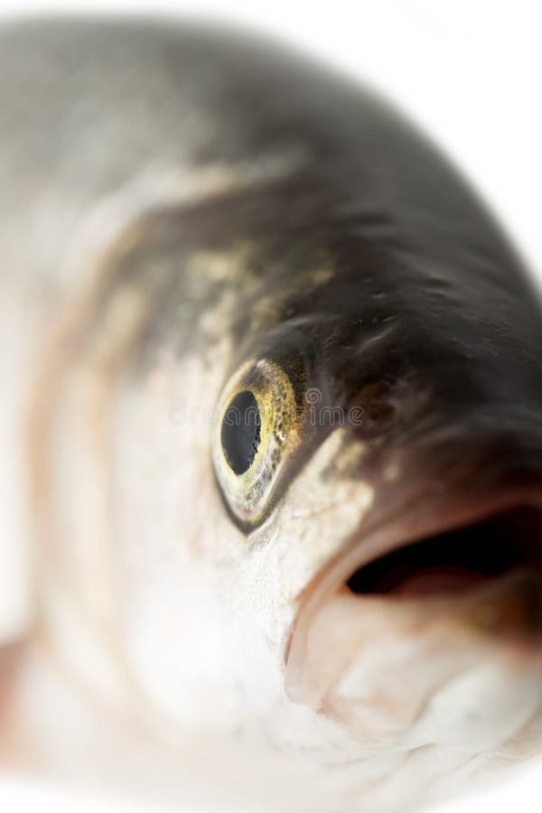 Fish head. macro stock image. Image of marine, gills - 100862427