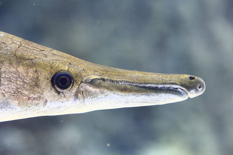 Fish head 1 stock image. Image of creature, gills, water - 30809743