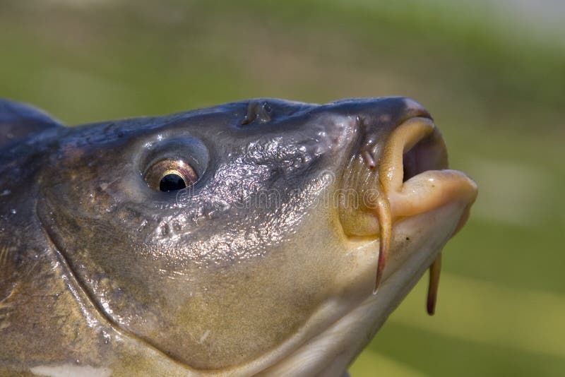 Fish Head with Open Mouth Close-up Stock Image - Image of dinner ...