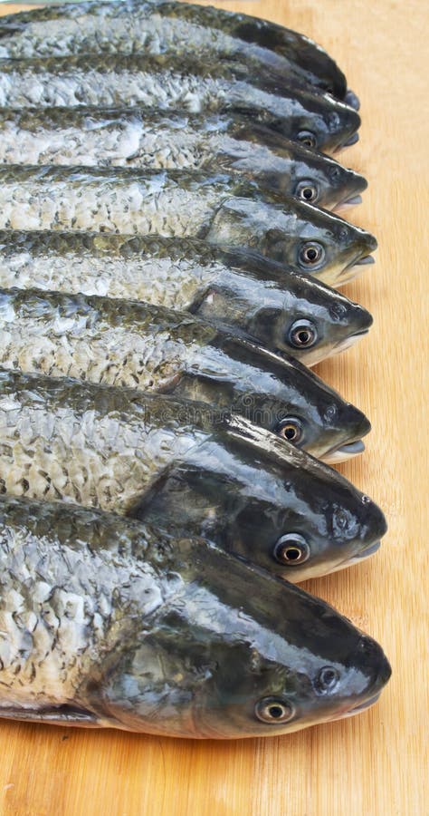 Fish head queue stock image. Image of macro, fresh, food - 27130975