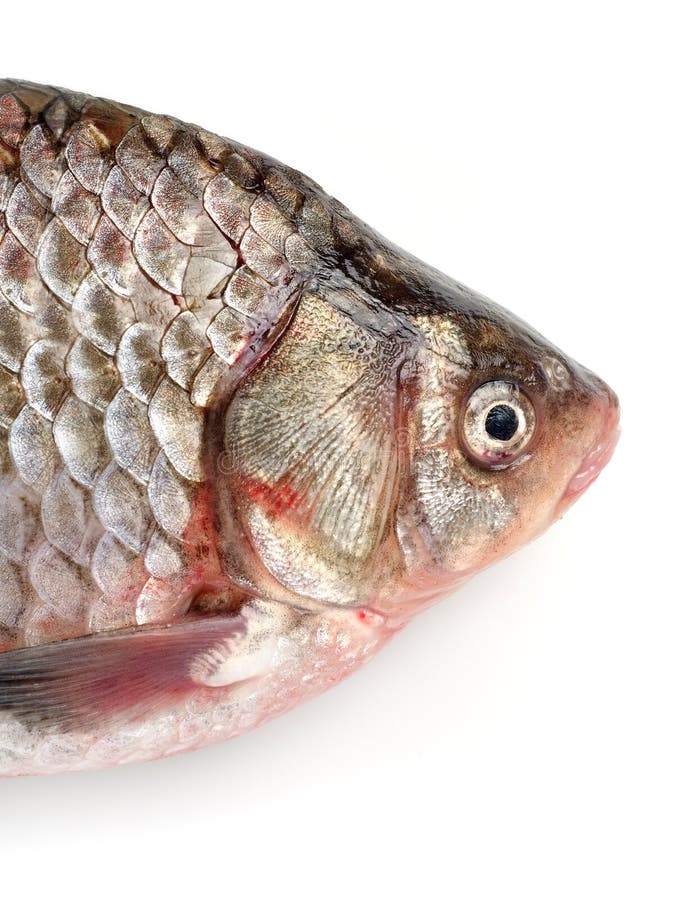 Fish head stock photo. Image of length, fishing, fish - 64890656