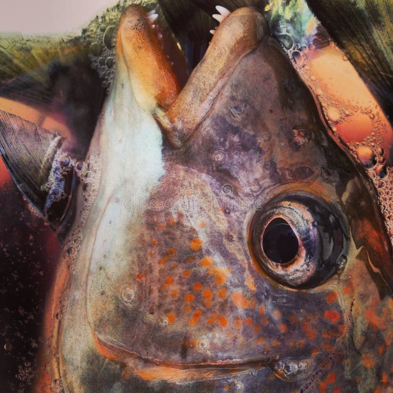 Fish head stock photo. Image of fish, sharp, teeth, head - 119969994