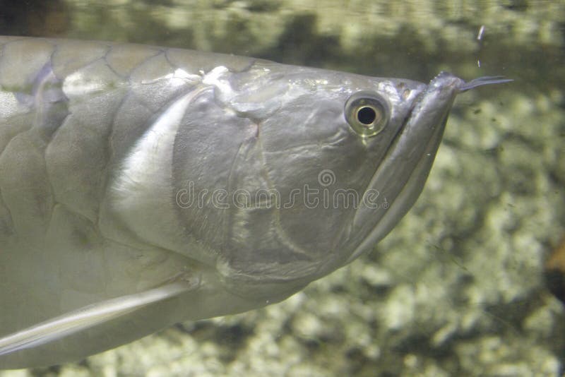 Fish head stock photo. Image of shining, water, jellyfish - 51336396