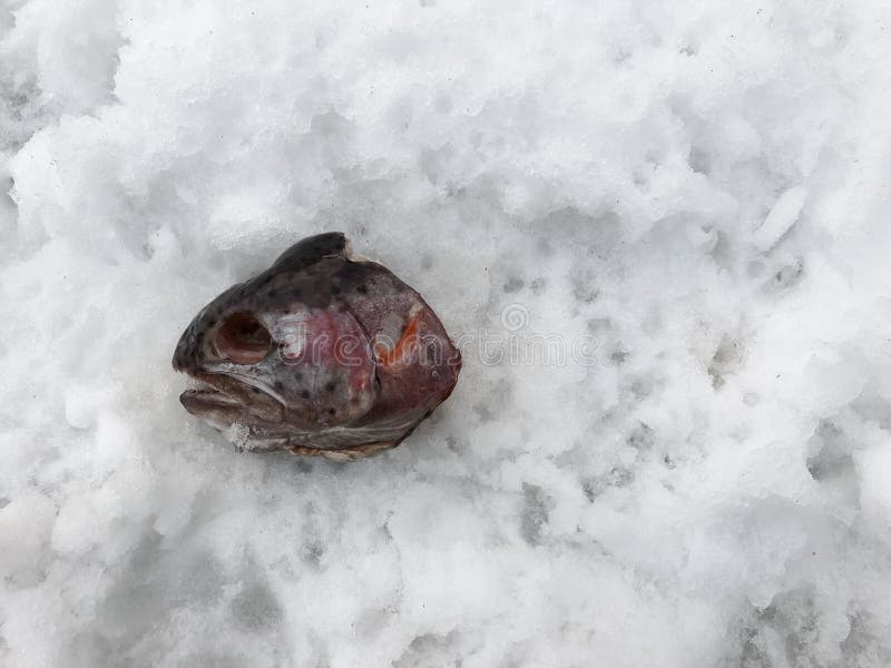 Fish Head without a Skeleton in the Snow Stock Photo - Image of winter ...