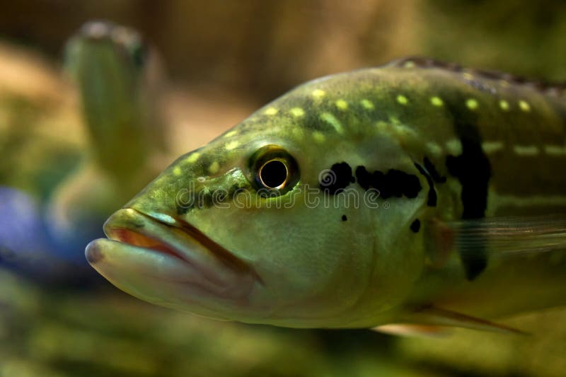 Fish head stock photo. Image of beauty, macro, side, scale - 43964212