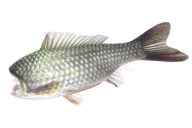 Fish without Head on a White Stock Photo - Image of lunch, hardhead ...