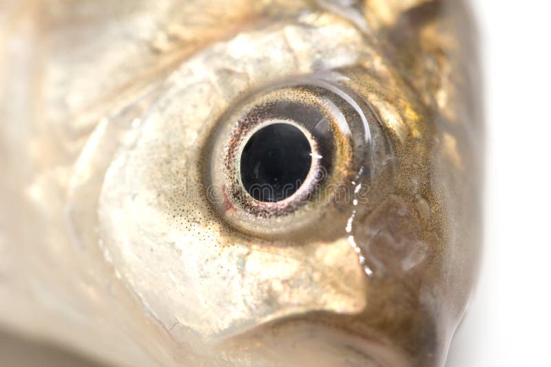 Fish Head on a White Background. Macro Stock Photo - Image of hunting ...