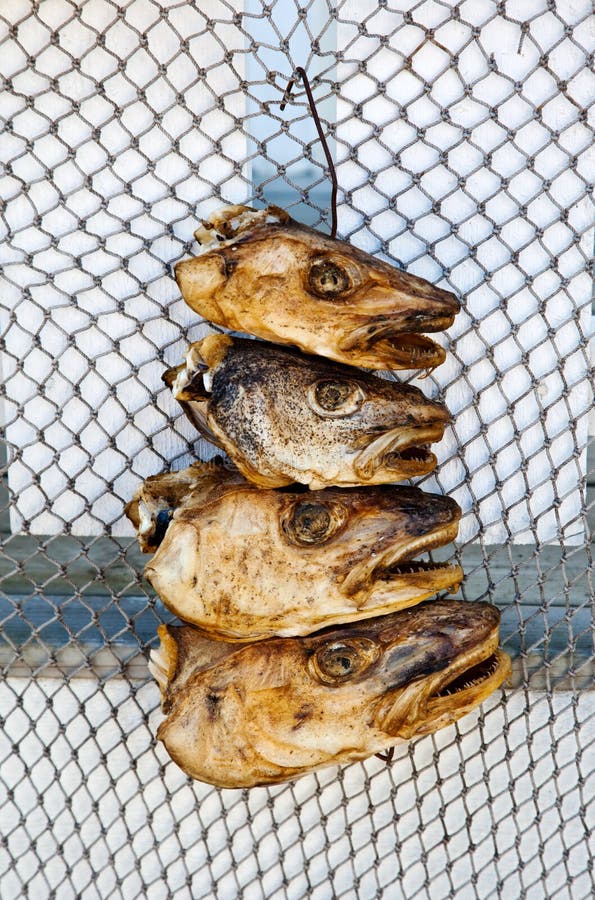 Fish heads stock photo. Image of angler, lophius, teeth - 16195406