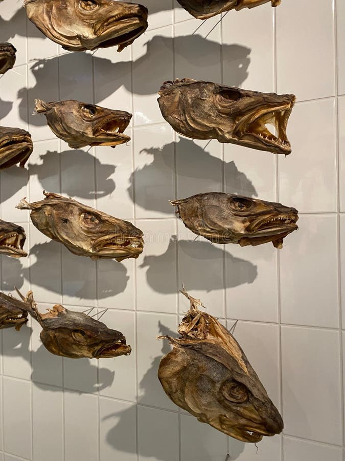 Dried Fish Heads on Display Stock Image - Image of mouths, suspended ...