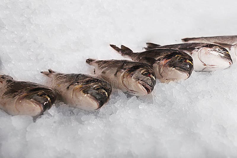 Fish Heads Stick Out of Ice Stock Photo - Image of dorado, dorada: 95577758