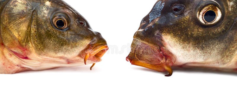Fish head stock photo. Image of large, side, macro, organic - 35682760