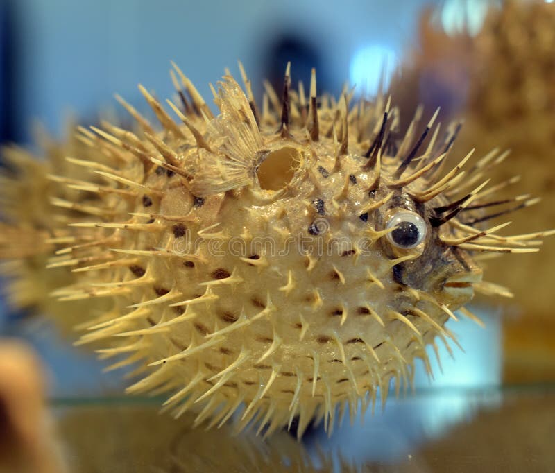 Fish-hedgehog (Diodon Holocanthus) Stock Photo - Image of nature, fish ...