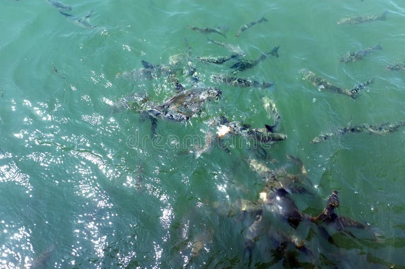 Fish Herd Eating Bread in Water Stock Image - Image of eating, fish ...
