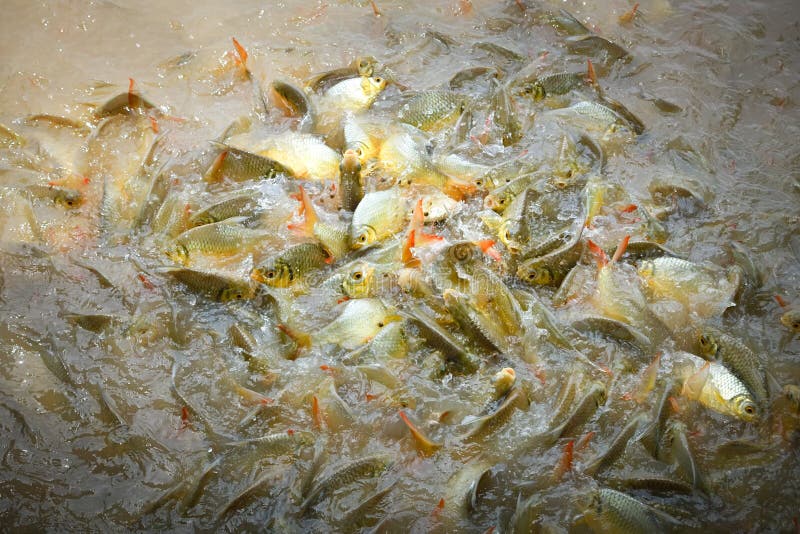 Herd of Fish Jumping on the Water Surface Stock Image - Image of island ...
