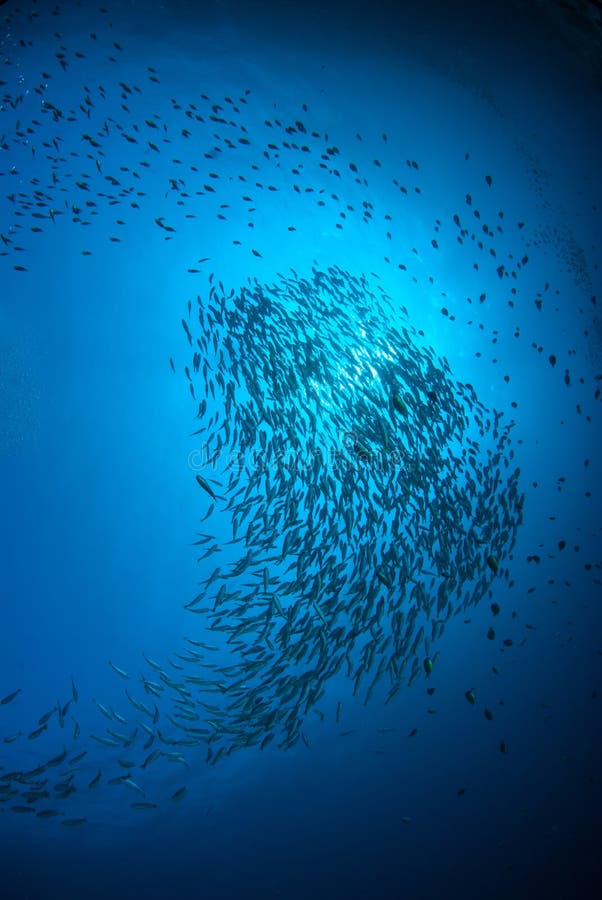 School Of Sardines Under Water Stock Photo - Image of coral, reef: 38726916