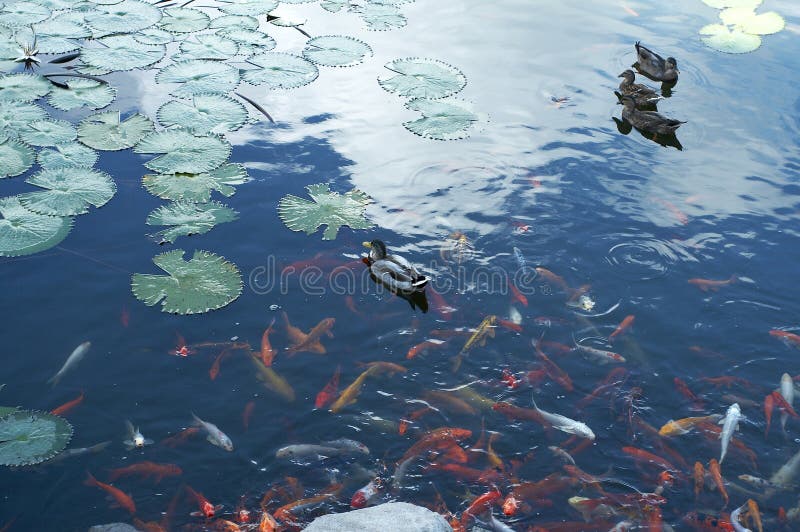 Fish stock photo. Image of lake, fish, duckling, duck - 82430378