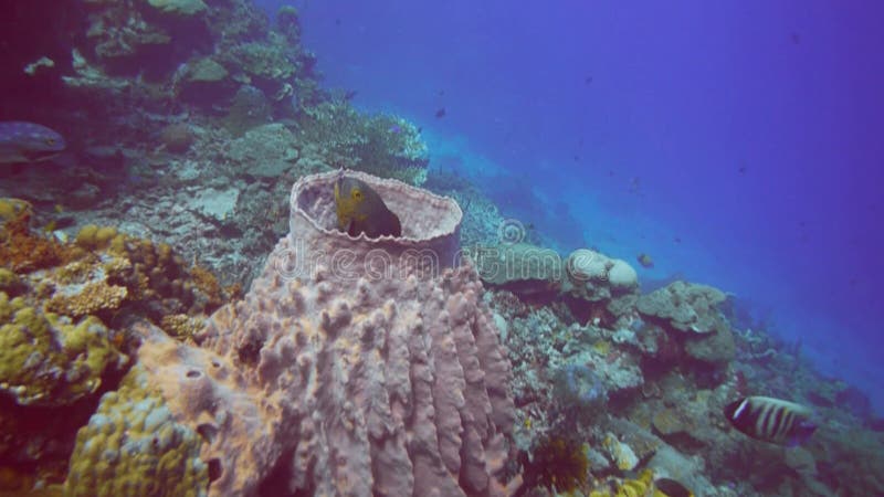 Large Barrel Overflowing with Ice and Fish is Unloaded Onto the Deck of ...