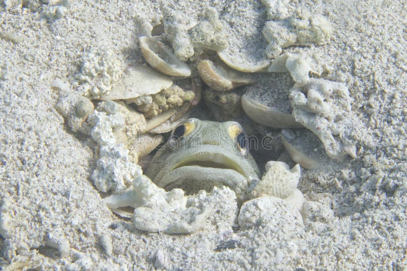 323 Fish Hiding Sand Photos - Free & Royalty-Free Stock Photos from ...
