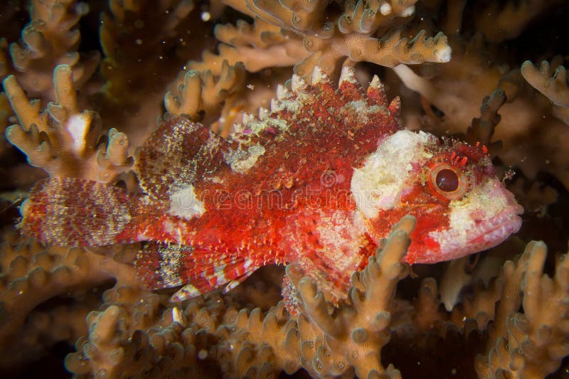 Fish hiding in the sand stock photo. Image of island - 25912478