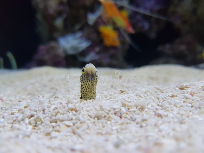 Fish hiding in sand stock image. Image of interesting - 108134215