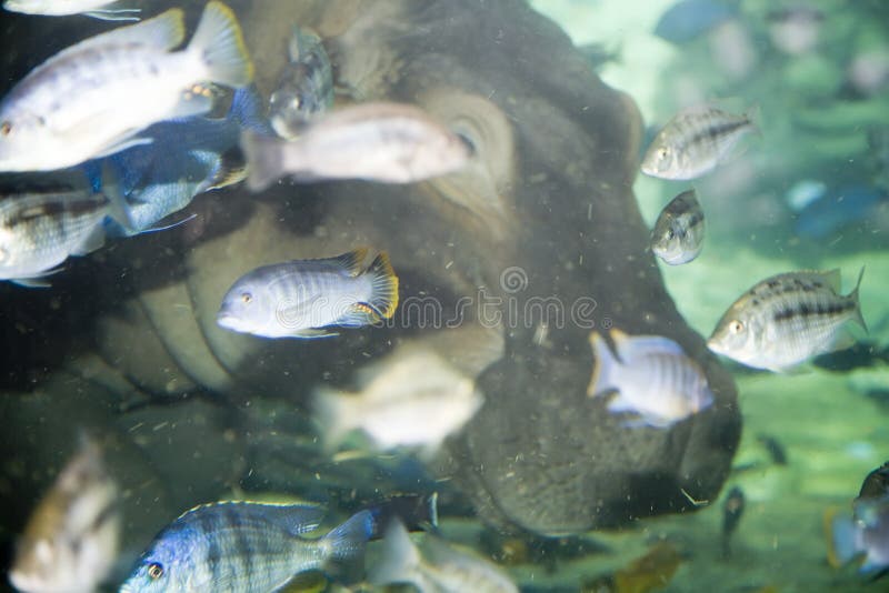 Fish and Hippopotomus stock image. Image of gills, river - 1055047