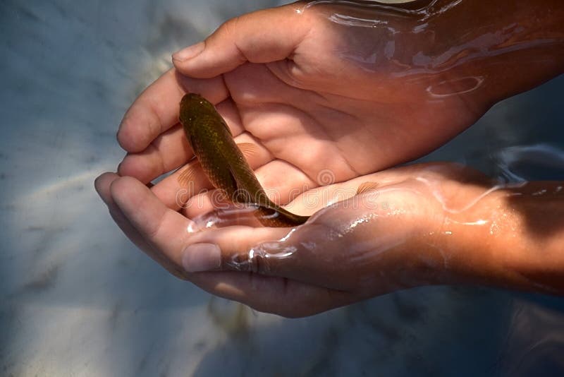 Fish in his hands 2 stock photo. Image of animal, tiny - 47208644