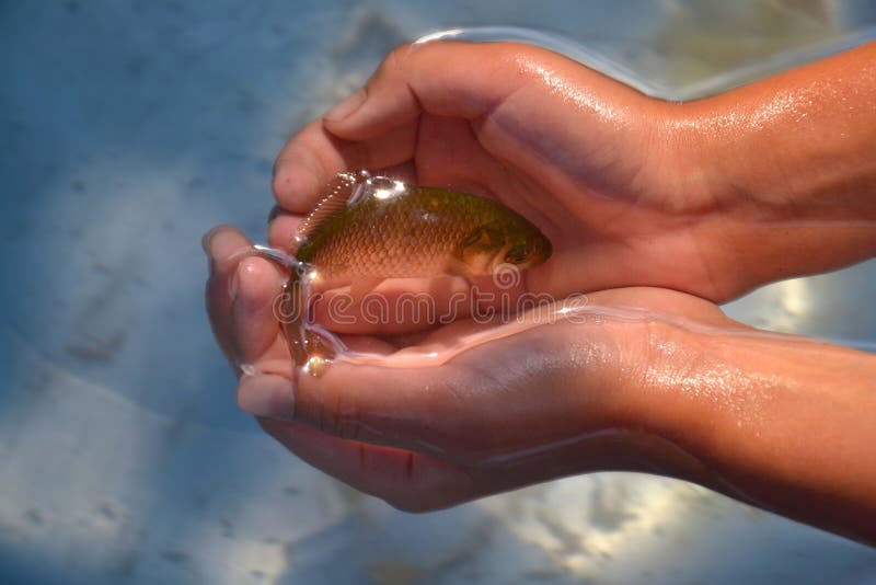Fish in his hands stock image. Image of colorful, pond - 47208647