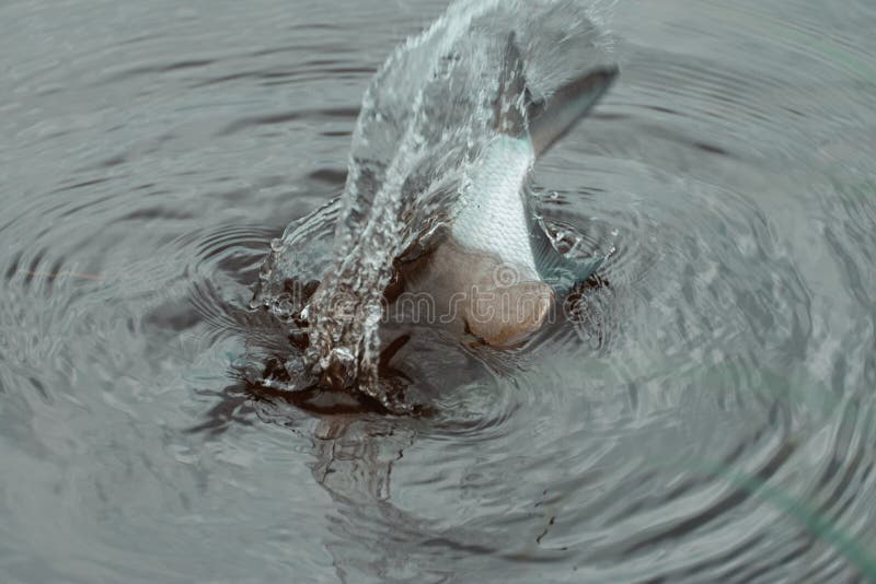 Fish Hitting Water with Tail. Common Bream Hitting Water Surface with ...