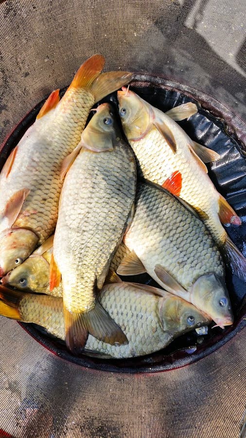 Fish in a holding net stock image. Image of animal, reptile - 180214823