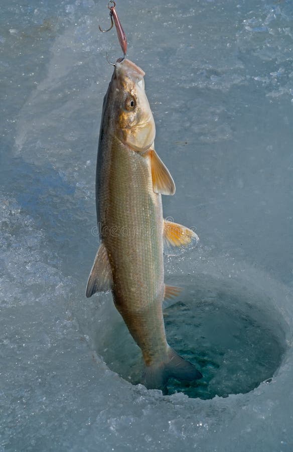 Fish on hook 10 stock image. Image of close, catching - 29375683