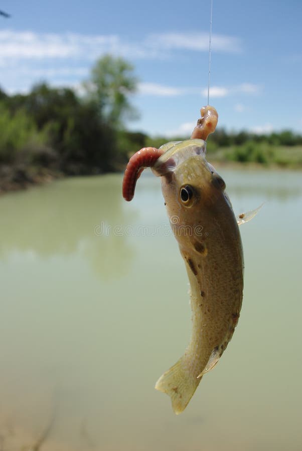 Fish on Hook stock photo. Image of ranch, animal, sports - 11835752