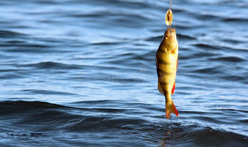 1,065 Fishing Biting Stock Photos - Free & Royalty-Free Stock Photos ...