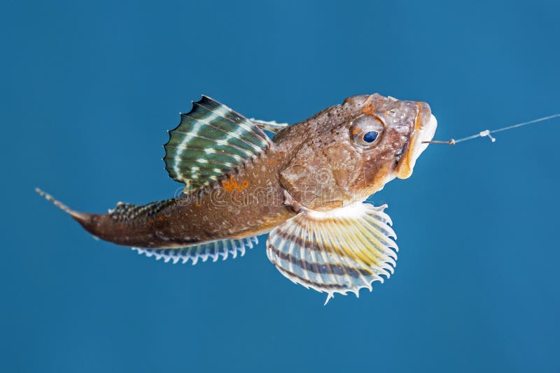 Fish on the hook stock image. Image of fish, hook, production - 79559027