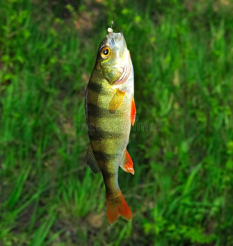 Fish, Fish on a Hook Caught on a Fishing Trip Stock Photo - Image of ...