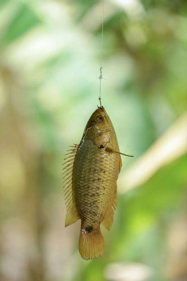 Fish on a hook stock image. Image of leisure, fish, pursuit - 69548553