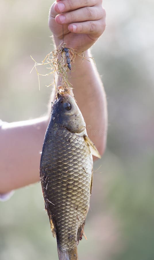 Fish on a hook stock image. Image of fresh, tough, eating - 101047685