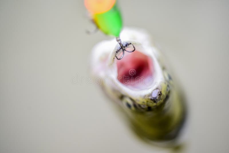 Fish Hook or Fishhook is Device for Catching Either by Impaling in ...