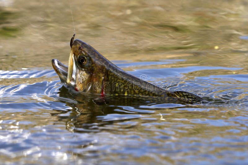 Fish on the hook stock photo. Image of young, sport, wildlife - 49342814