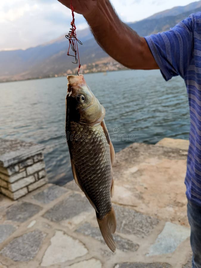 Fish on the hook stock photo. Image of hands, hanging - 225193438