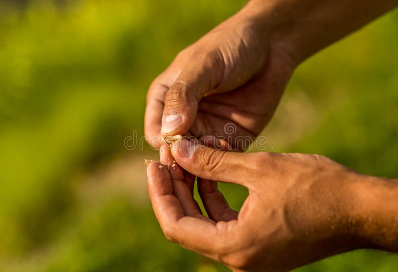 Fish Hook with Maggots in Male Hands Stock Image - Image of larva ...