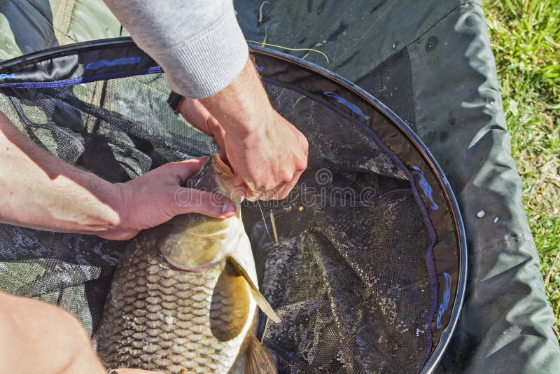 Fish with a Hook in the Mouth Stock Image - Image of hand, animal ...