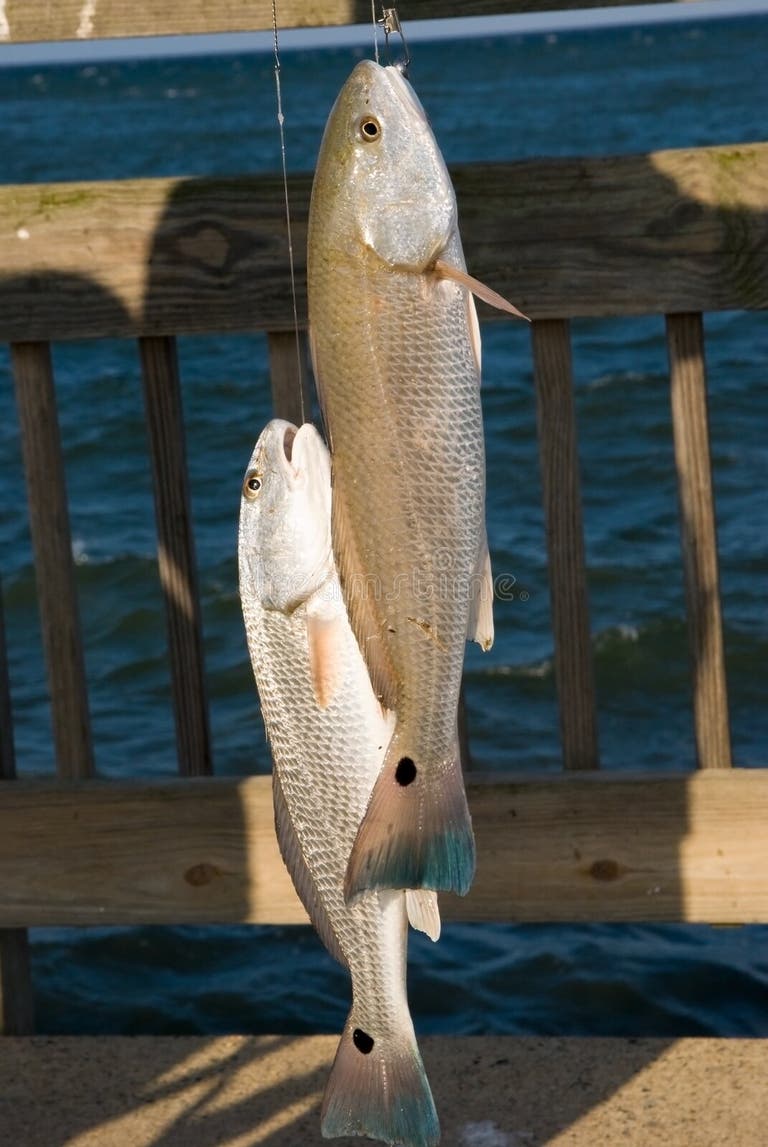 Red Drum Fishing Stock Photos - Free & Royalty-Free Stock Photos from ...