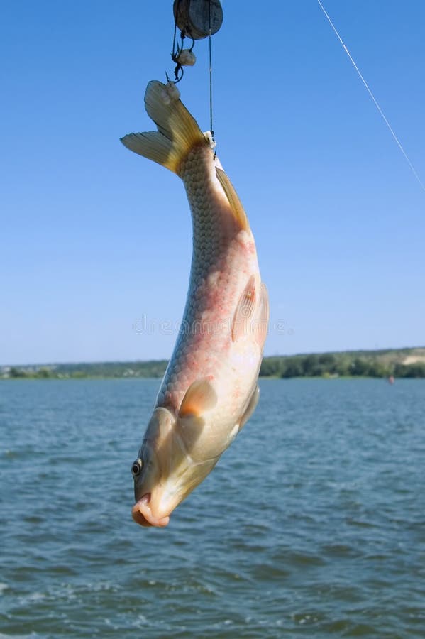 Fish on hook by the tail stock image. Image of freshness - 4365305