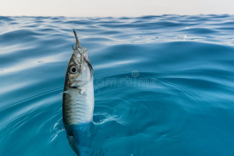 Fisherman and fish hooked stock image. Image of outline - 6146887