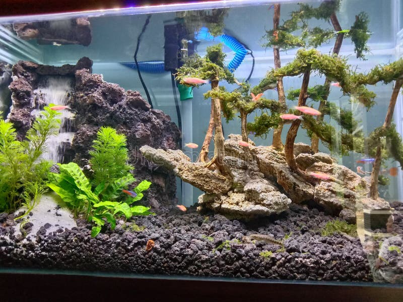 Fish and house stock photo. Image of animal, garden - 200972250