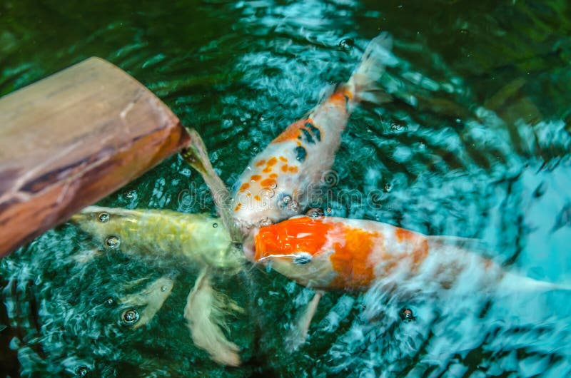 Fish stock photo. Image of bowl, clear, gill, fishtank - 31512830